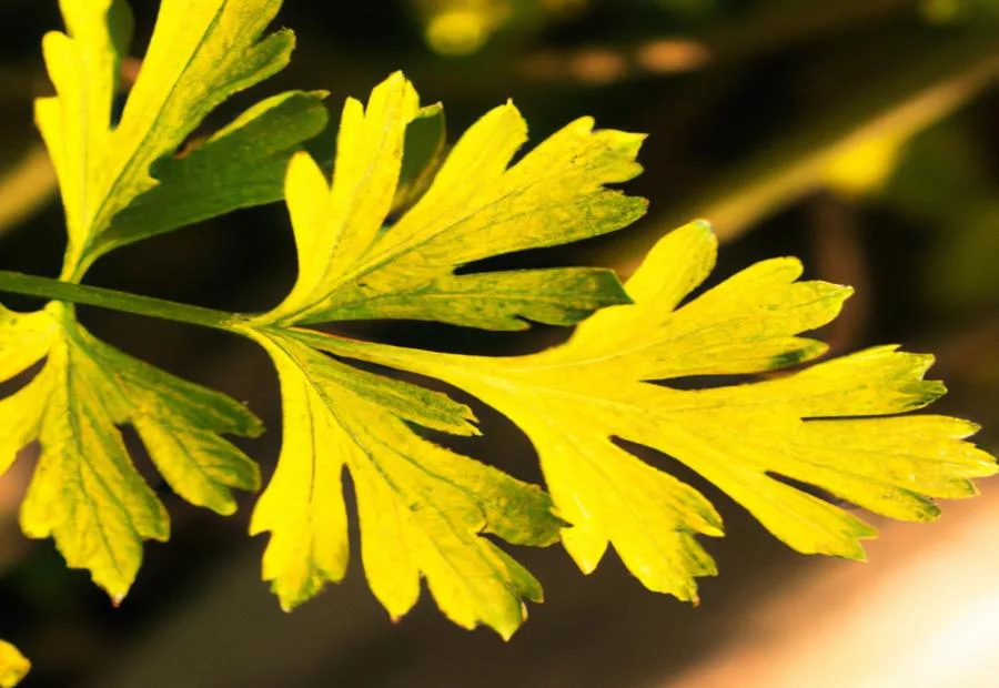 Decoding the Mystery: Understanding Yellowing in Cilantro Plants and ...