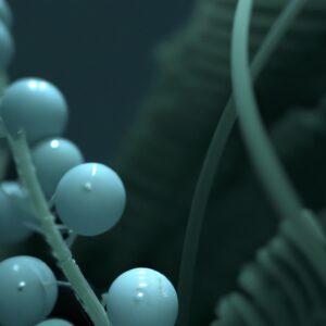 bubble plant - The Green Thumb Chronicles: Cultivating a Garden Paradise