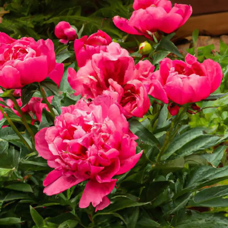 Karl Rosenfield peony variety guide and growing tips - The Green Thumb ...