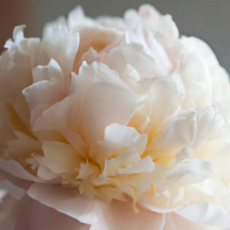 Butter Bowl Peony: An Edible Looking Floral Delight - The Green Thumb ...