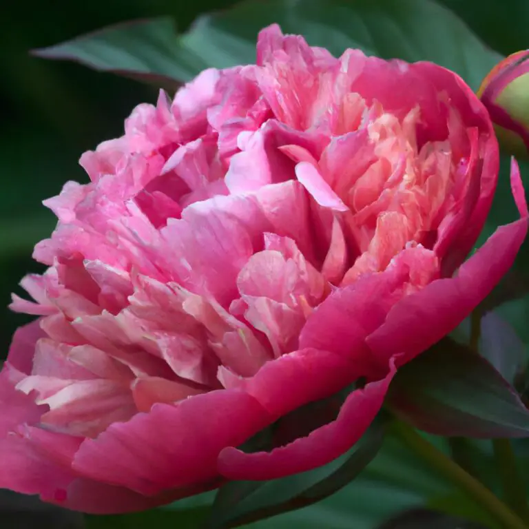 Ellen Cowley Peony: The Darling of the Victorian Garden - The Green ...