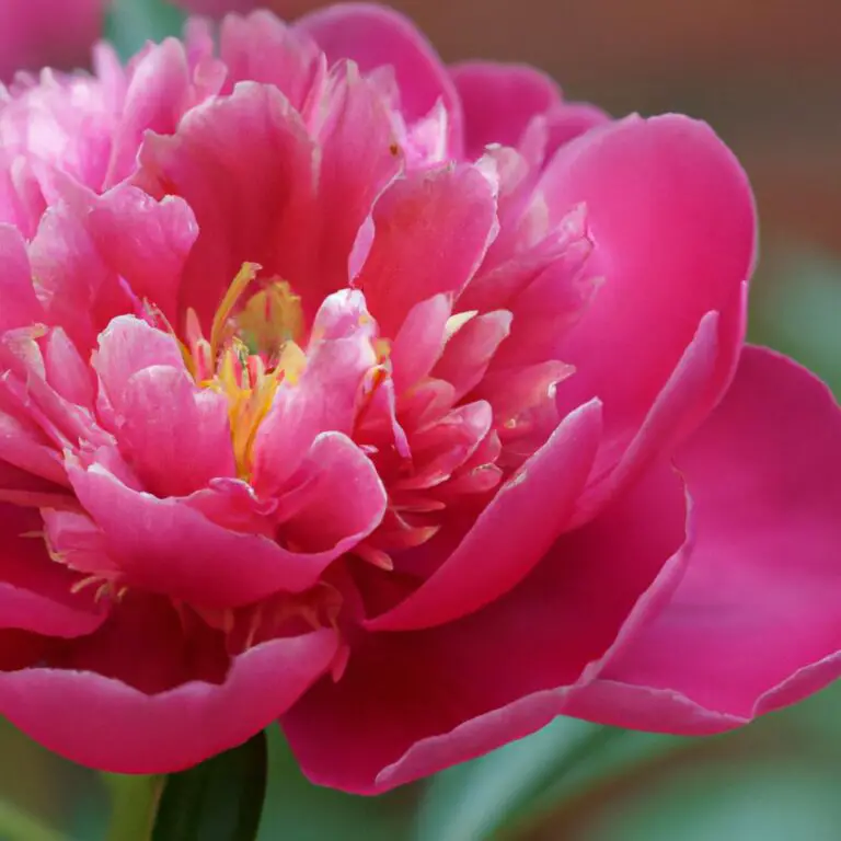 Planting peonies in spring: Tips for new peony flower plants and roots ...