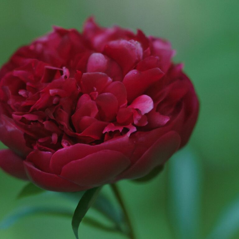 Red Sarah Bernhardt Peony: A Classy Tribute to a Legendary Actress ...