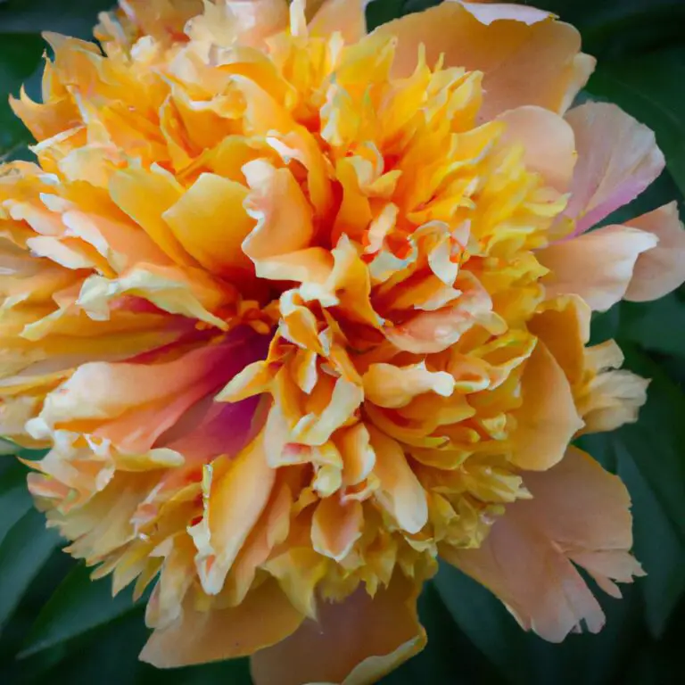 Shaylor’s Sunburst Peony: A Burst of Sunshine in Your Garden - The ...