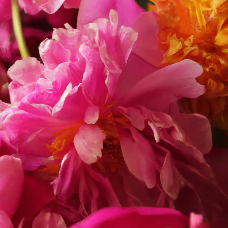 Types of peonies: Categories, varieties, and colors of peony flowers ...